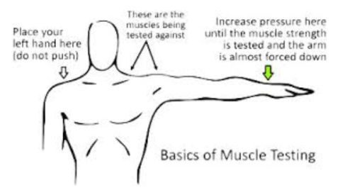 Kinesiology - the World of Muscle Testing :: Natural Health Information